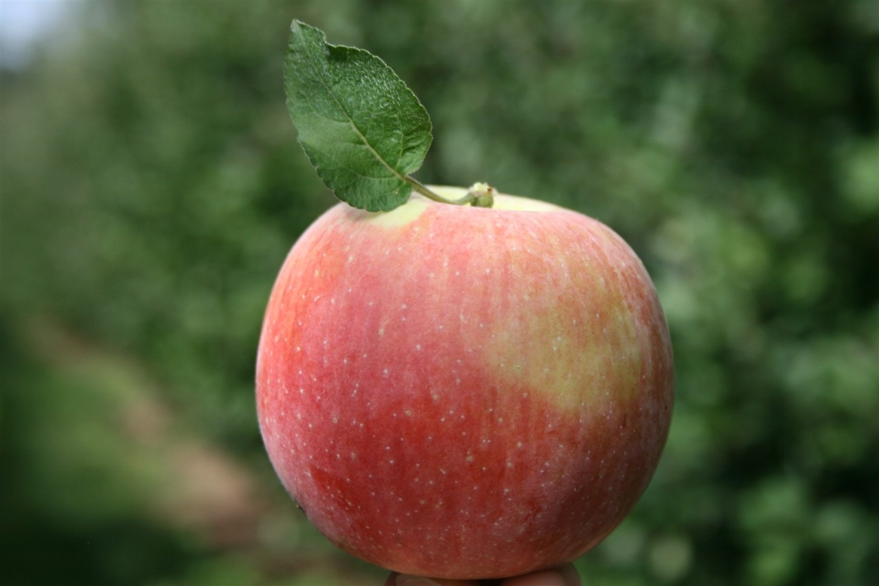 How do you like them apples? | DC Rainmaker